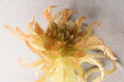Identifying bog moss (Sphagna) - Naturalist's shack